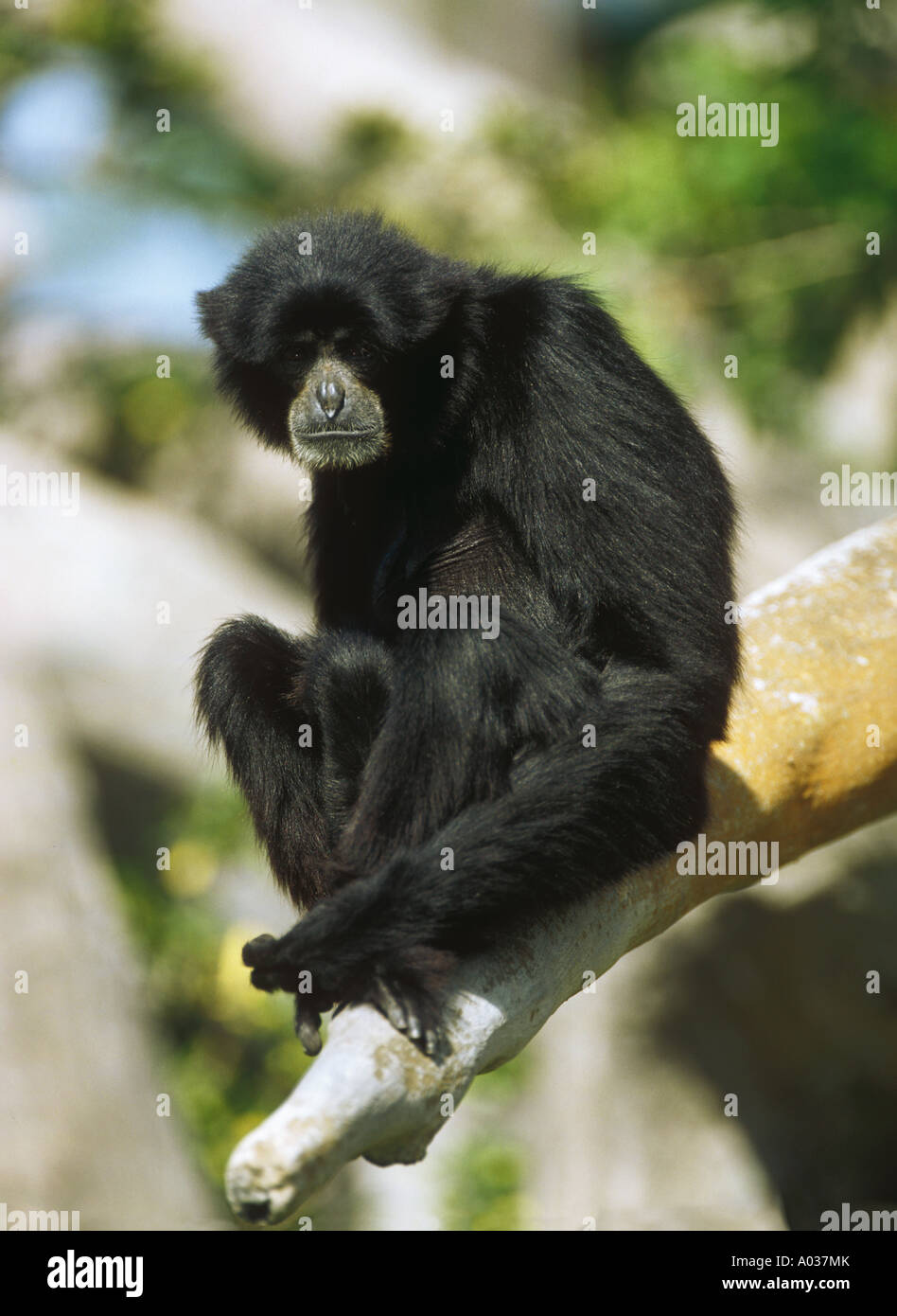 Siamang gibbons hi-res stock photography and images - Alamy