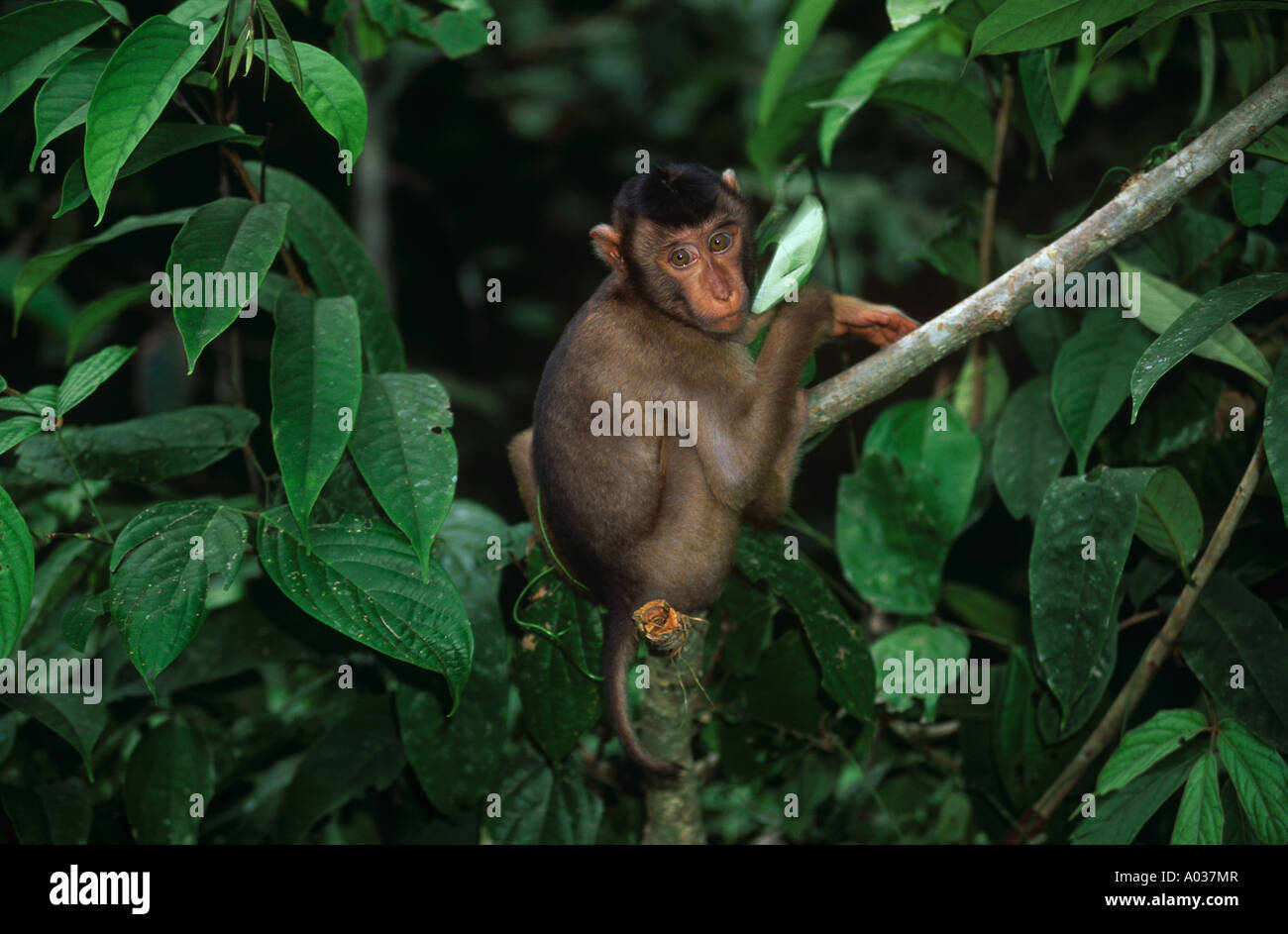 Pigtail macaque monkey hi-res stock photography and images - Alamy