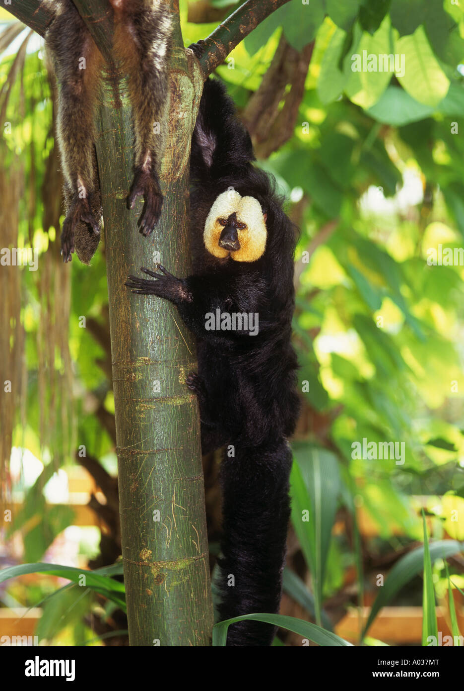 White faced sakis hi-res stock photography and images - Alamy