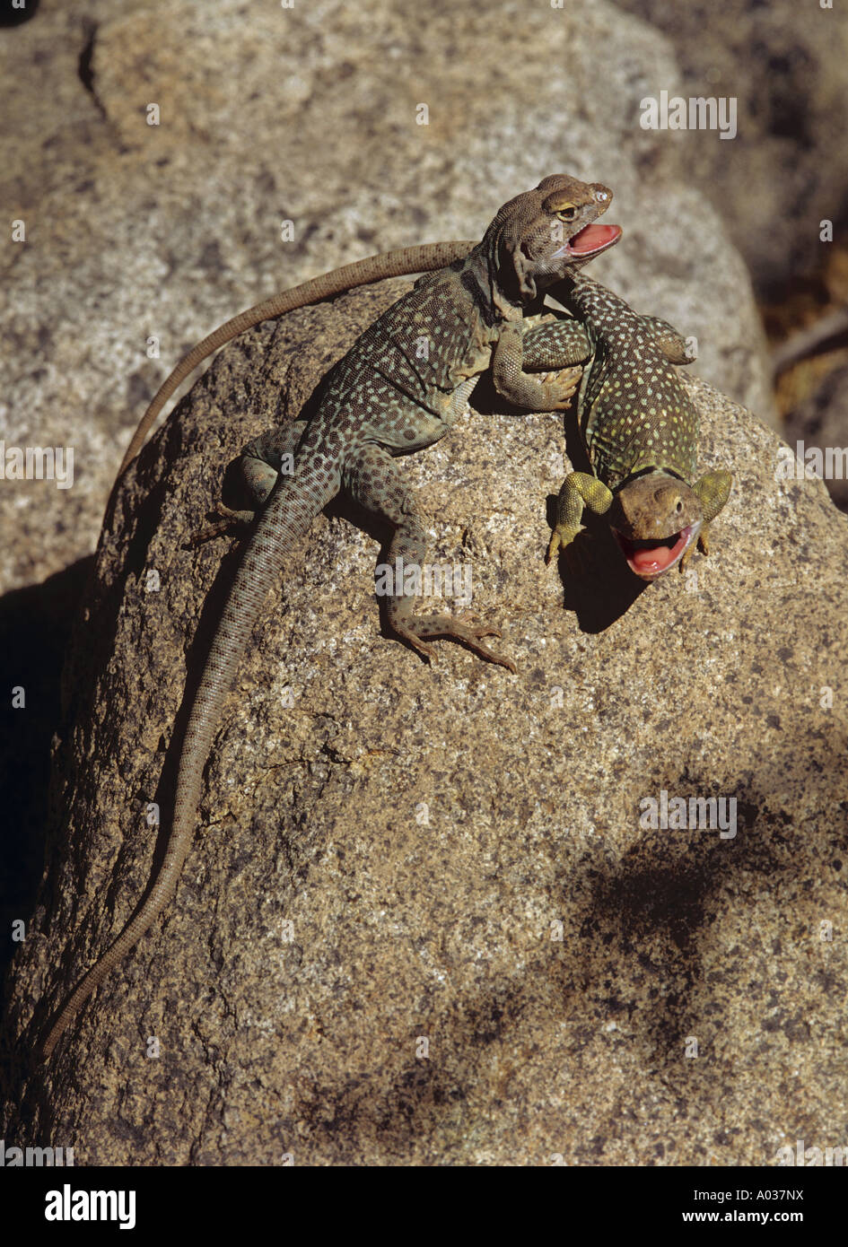two collared lizards - on stone / Crotaphytus collaris Stock Photo - Alamy