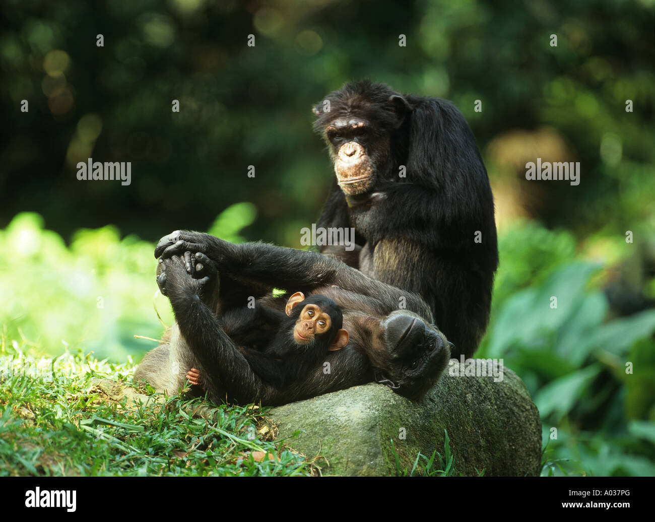 savanna chimpanzees with cub Pan troglodytes Stock Photo - Alamy