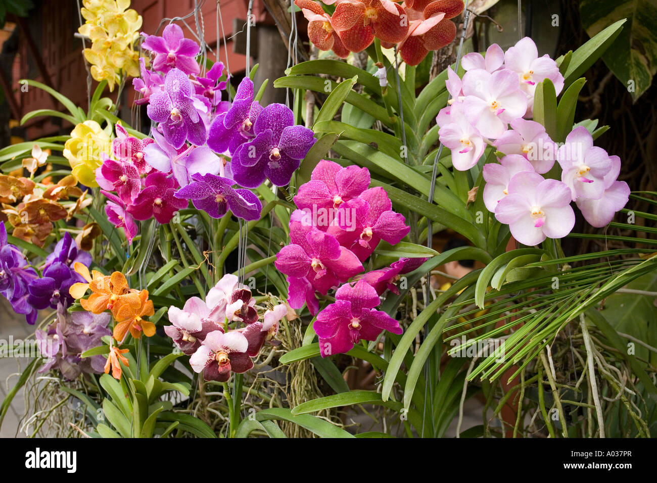 Tropical orchids Bangkok Thailand Stock Photo - Alamy