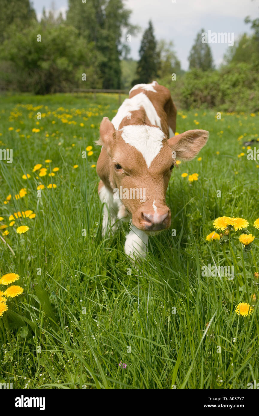 Week old calf cow hi-res stock photography and images - Alamy
