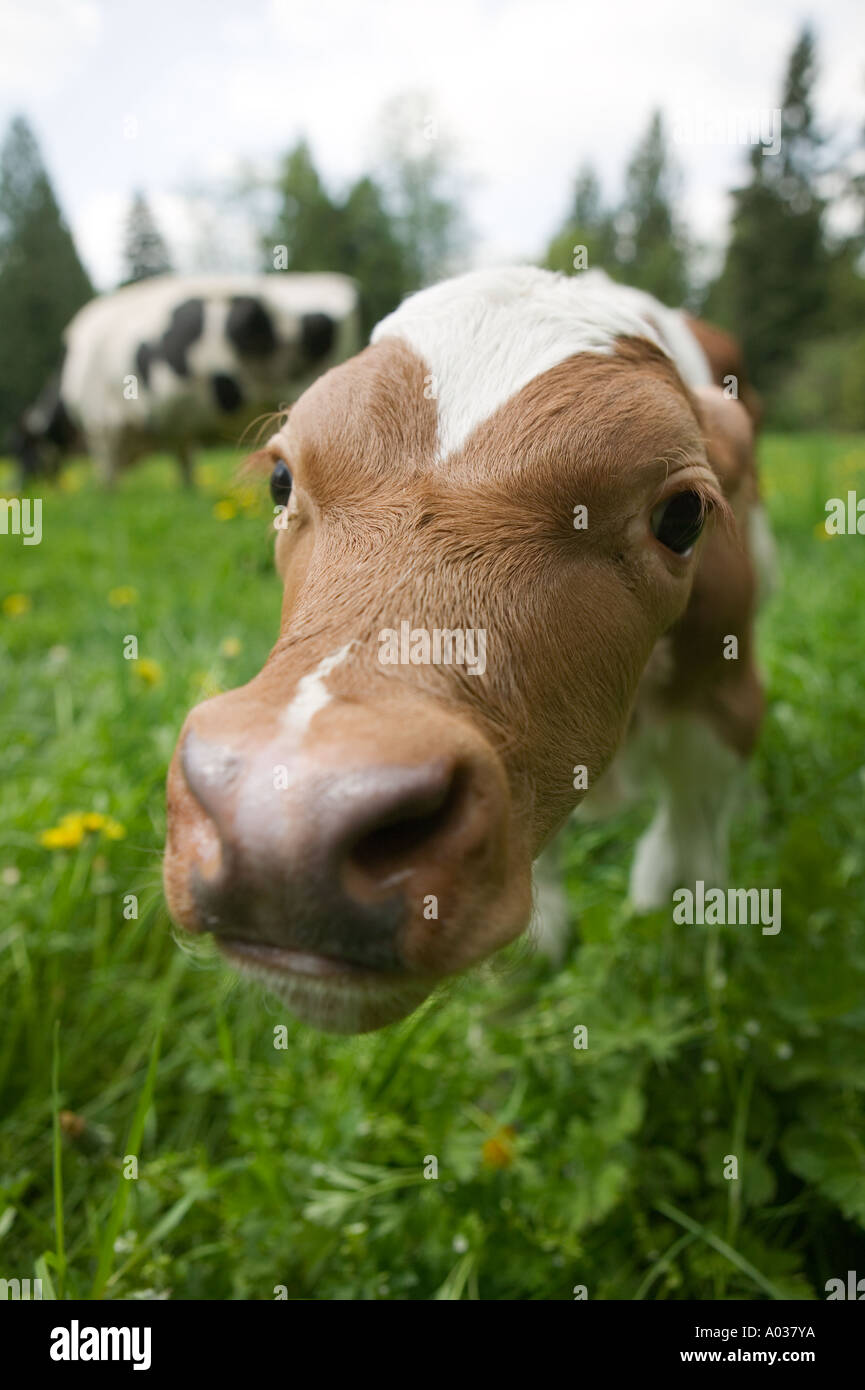 Week old calf cow hi-res stock photography and images - Alamy