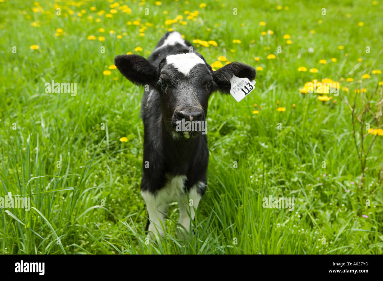 Week old calf Stock Photo - Alamy