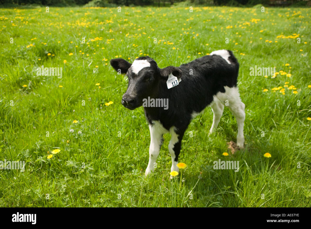 Week old calf Stock Photo - Alamy
