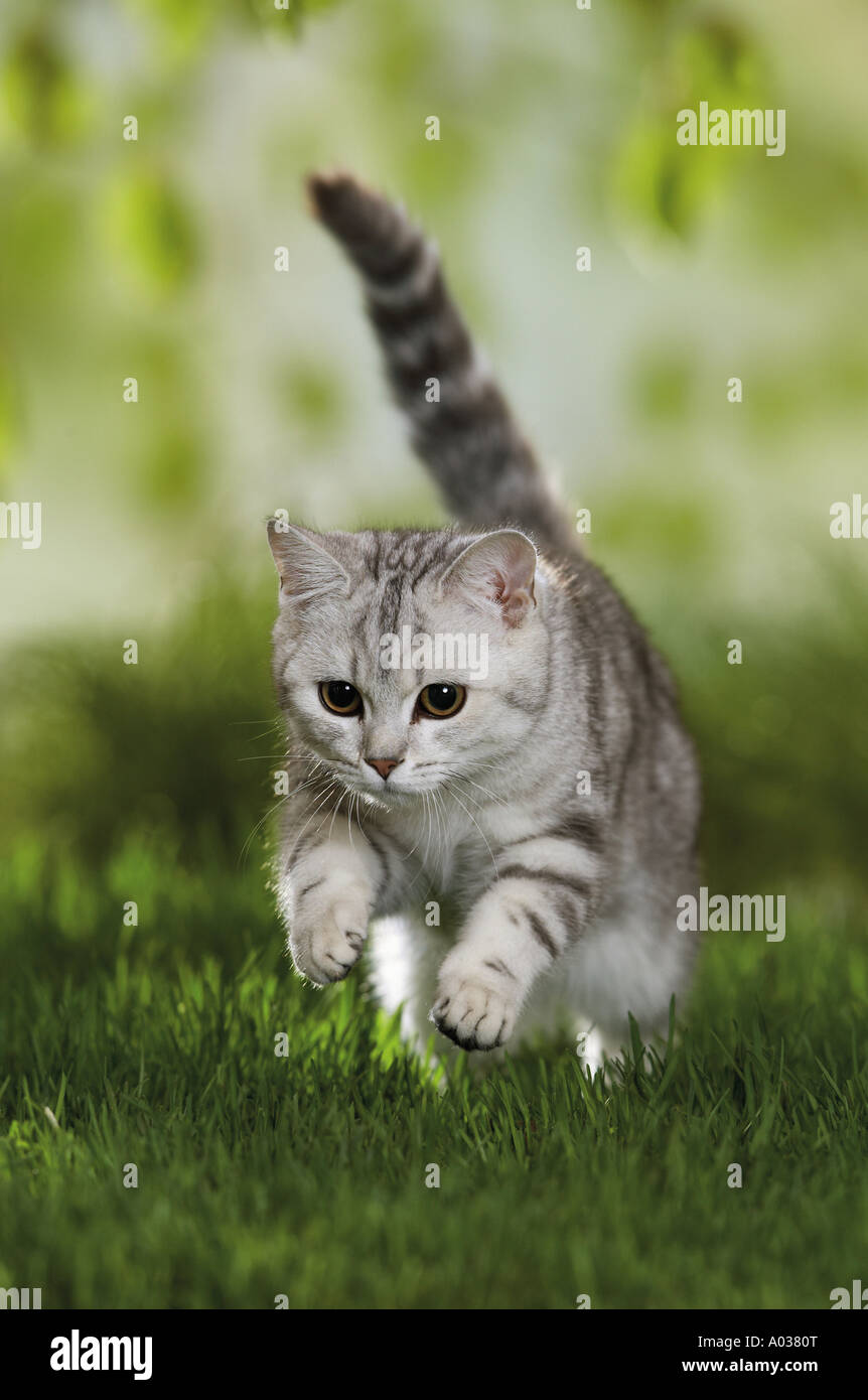 British Shorthair. Silver tabby cat jumping Stock Photo - Alamy