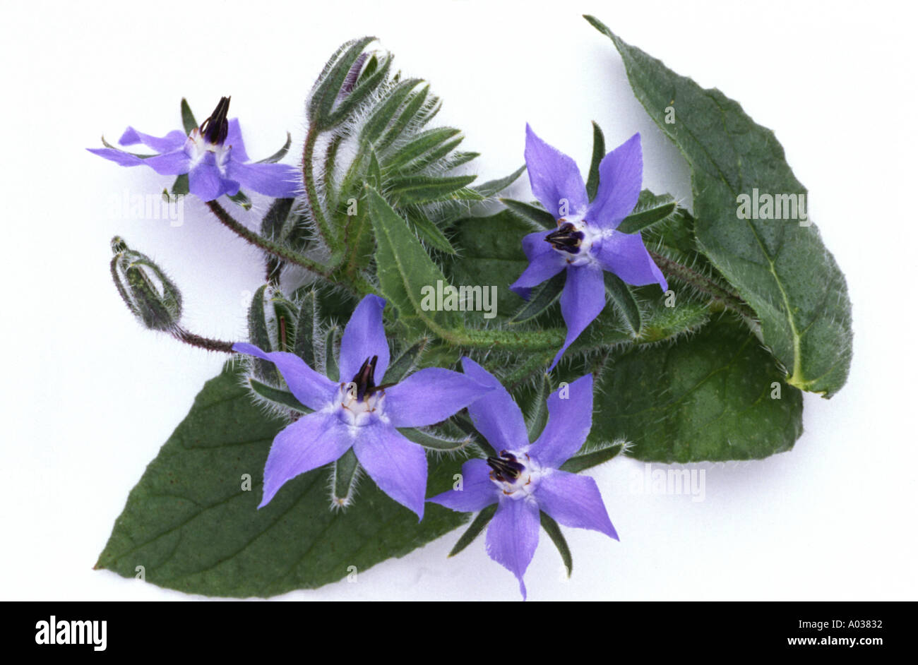 Therapeutic spic hi-res stock photography and images - Alamy