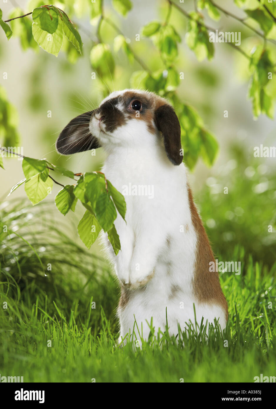 dwarf rabbit sitting on its haunches in grass Stock Photo - Alamy
