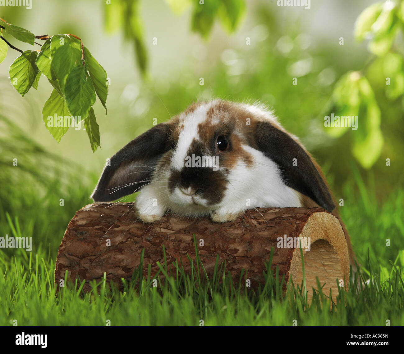 Rabbit tree trunk hi-res stock photography and images - Alamy