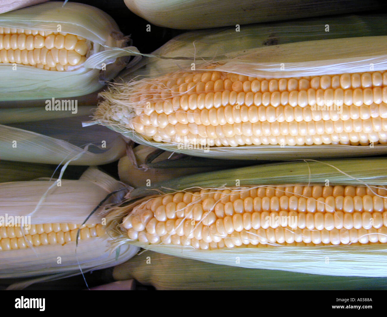 Corn for sale at the Pike Place Market in Seattle Washington Stock ...
