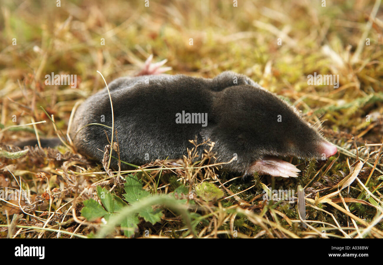 Talpidae Stock Photos & Talpidae Stock Images - Alamy