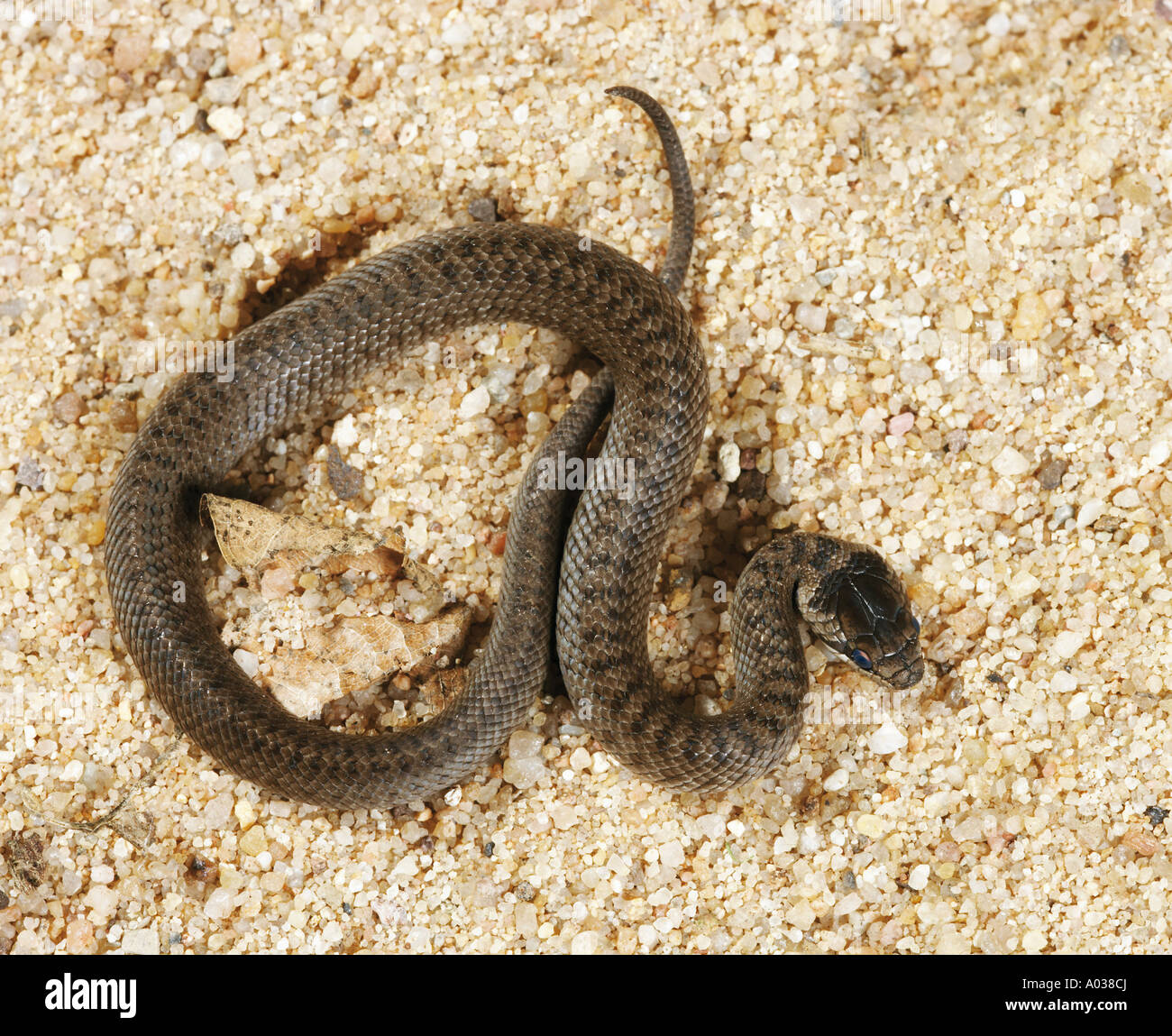 Smooth snake in sand Stock Photo - Alamy