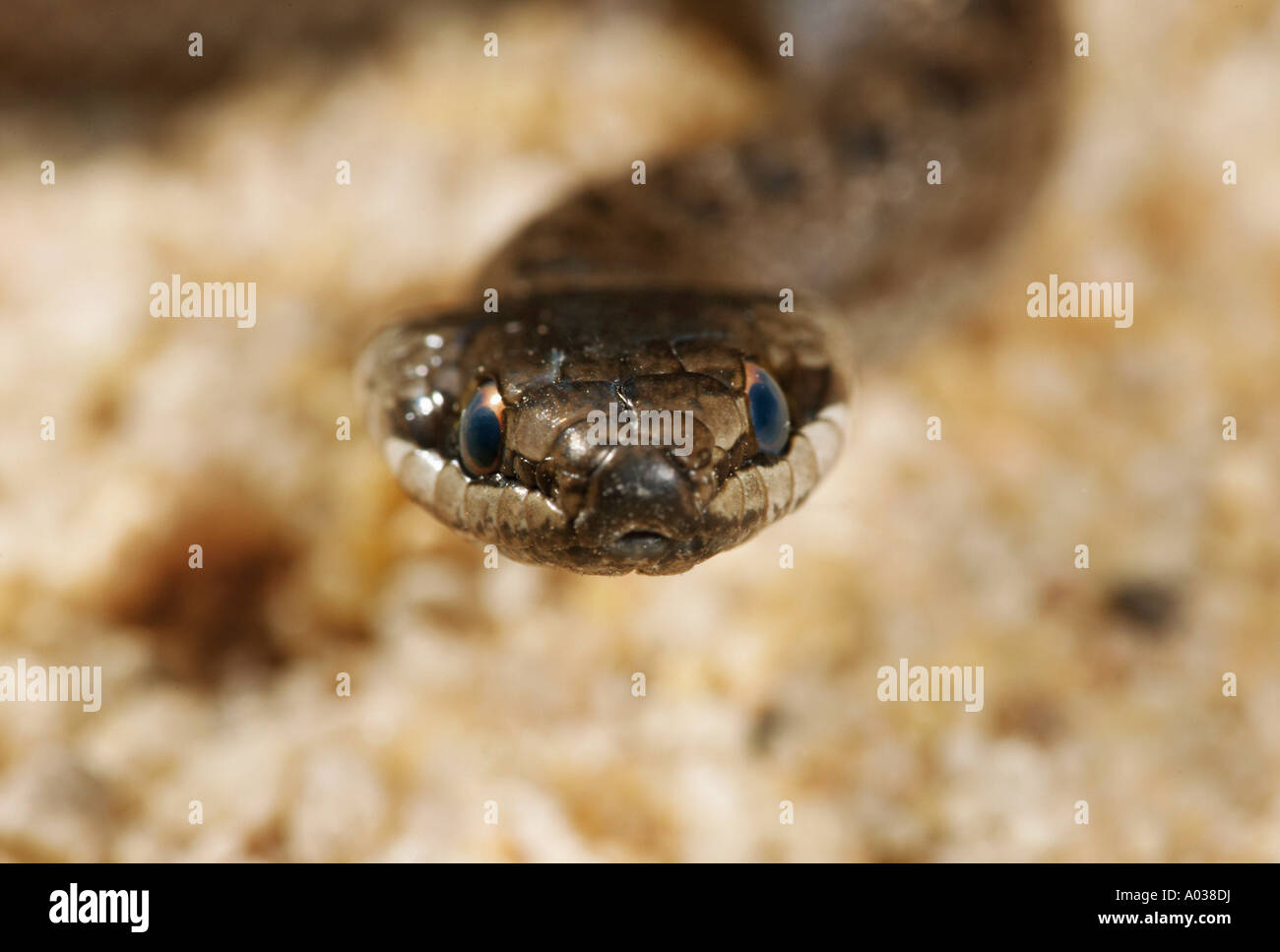 Smooth snake - portrait Stock Photo - Alamy