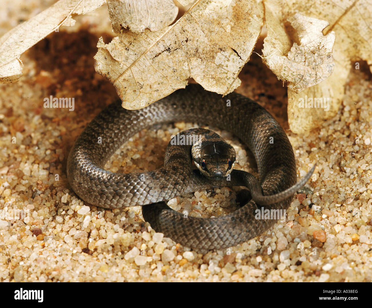 Snake lies hi-res stock photography and images - Alamy