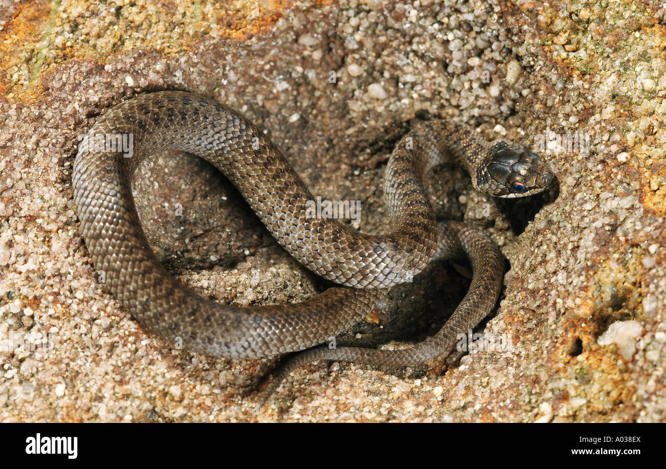 Smooth snake in sand Stock Photo - Alamy