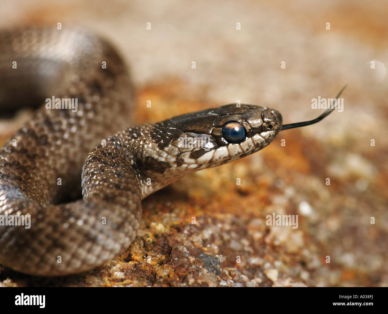 Smooth snake - portrait Stock Photo - Alamy