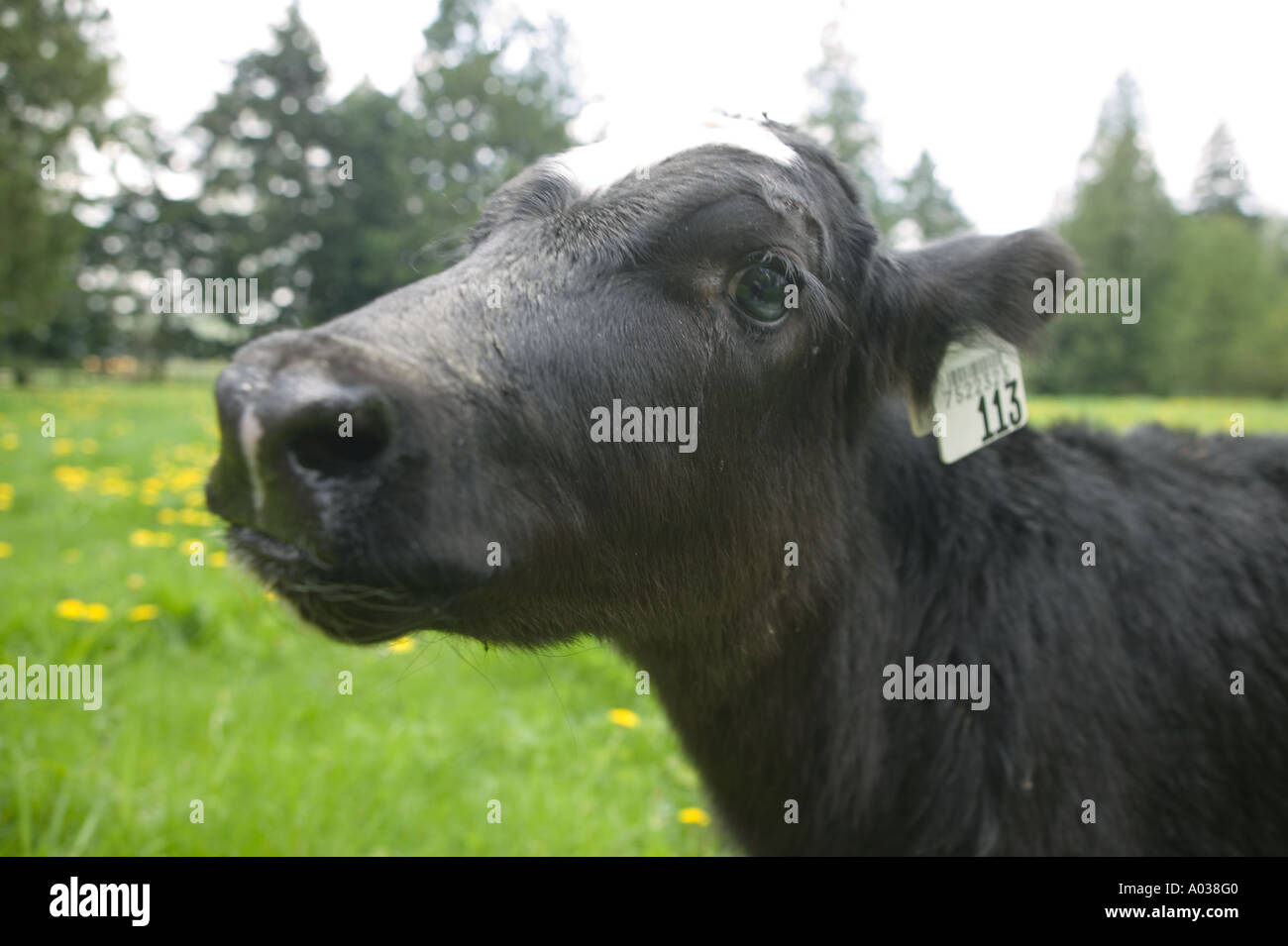 Week old calf Stock Photo - Alamy