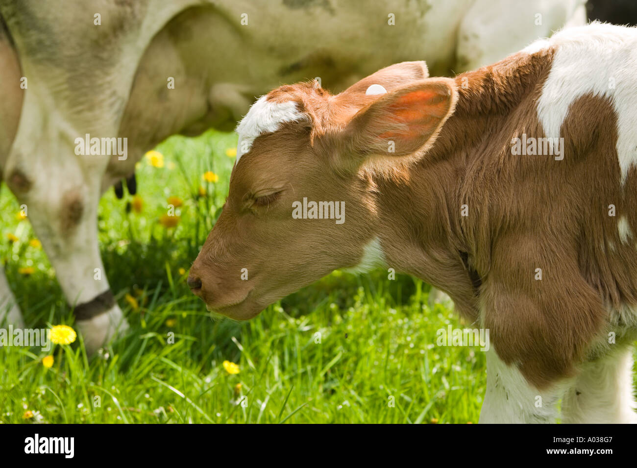 Week old calf and cow Stock Photo - Alamy