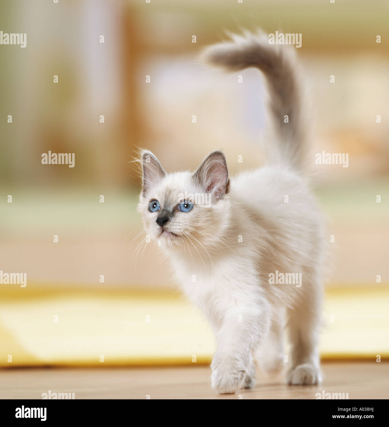 Sacred cat of Burma - kitten on rug Stock Photo - Alamy