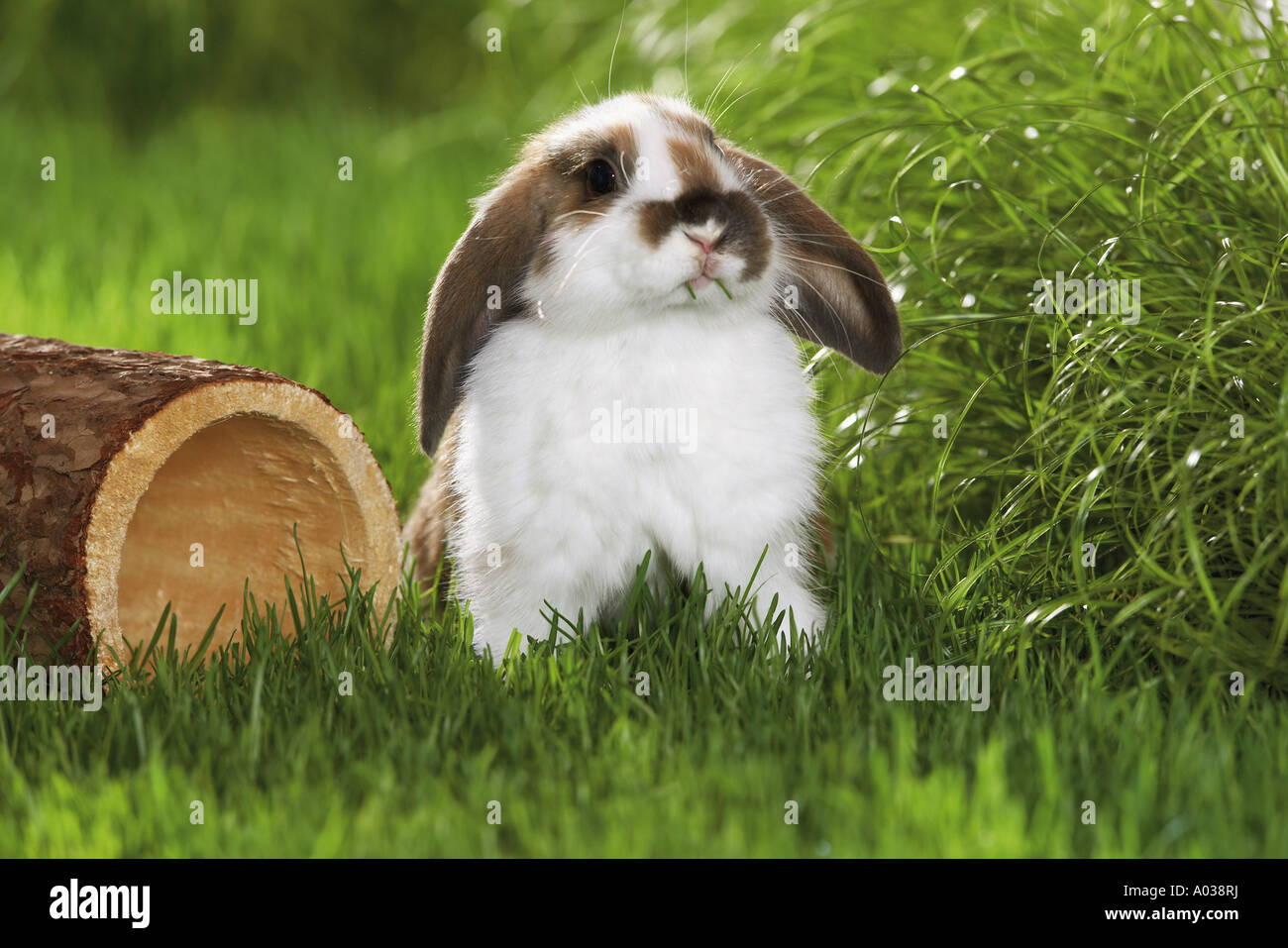 dwarf rabbit on meadow Stock Photo - Alamy