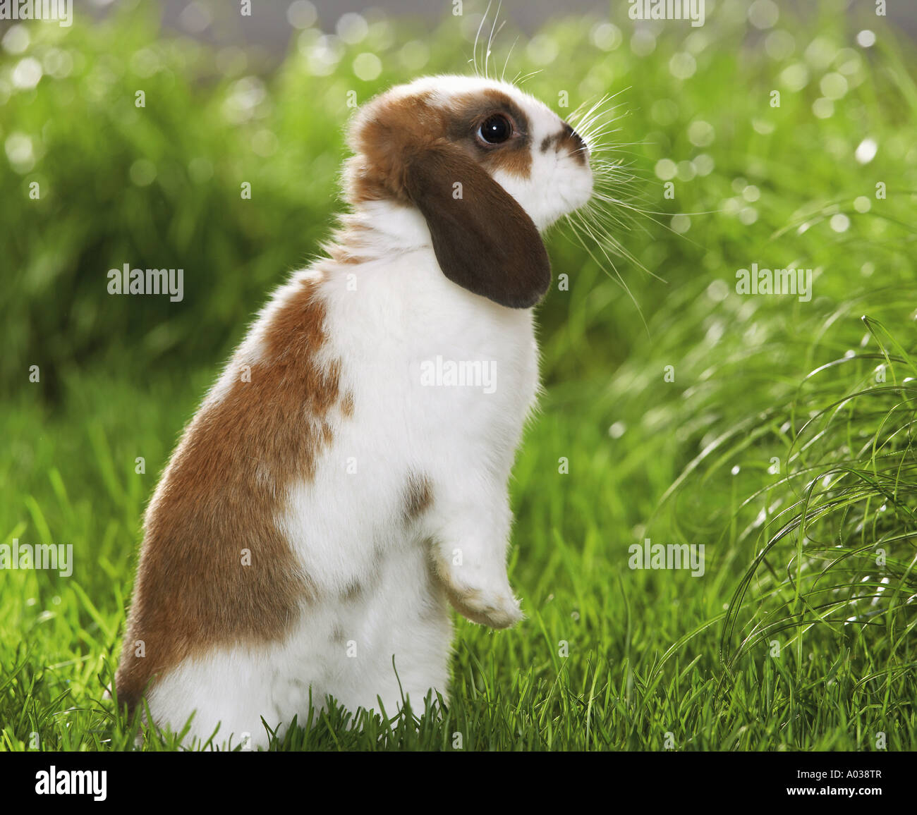Standing on haunches hi-res stock photography and images - Alamy
