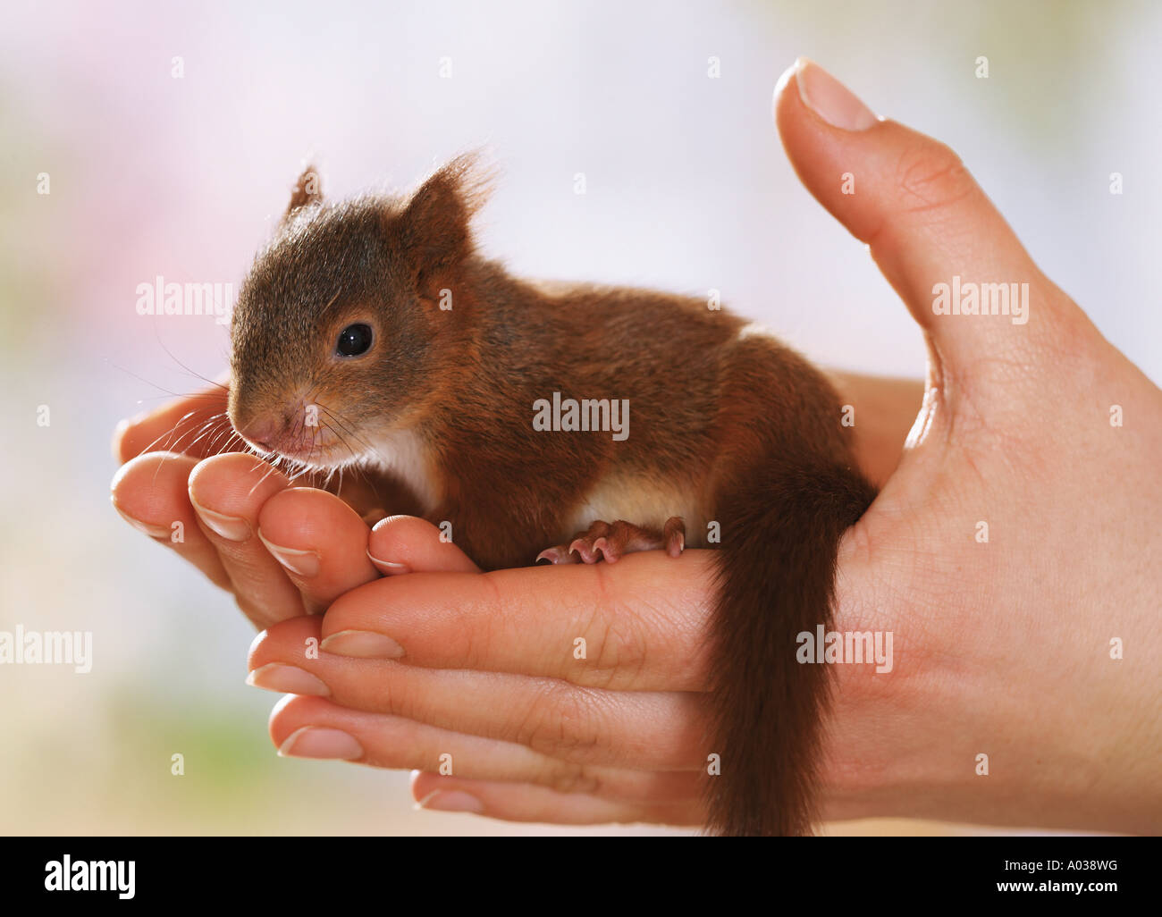Hand squirrel hi-res stock photography and images - Alamy