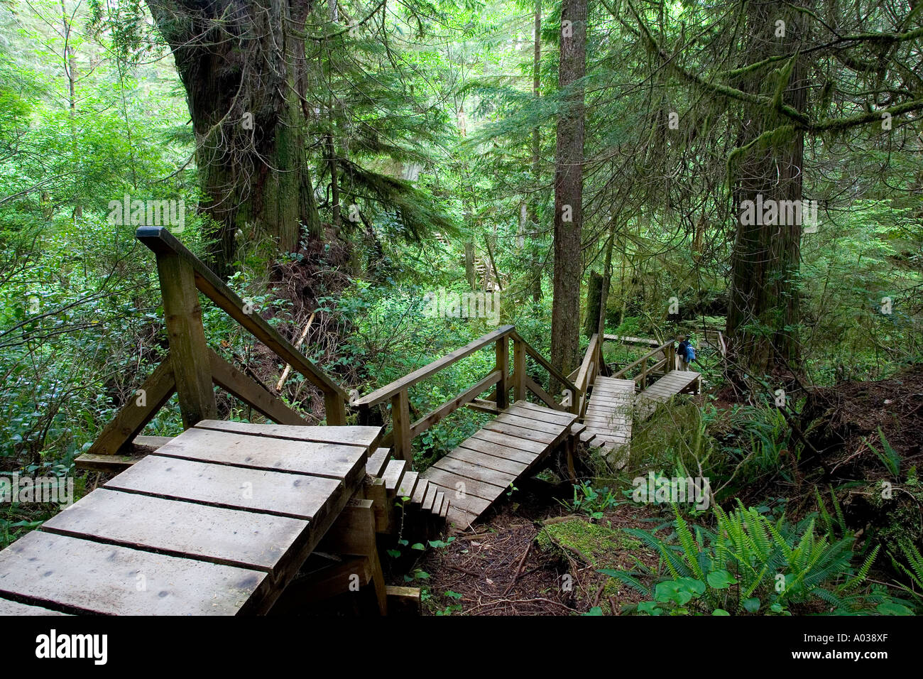 A set of stairs leading down into a dense, old growth forest on ...