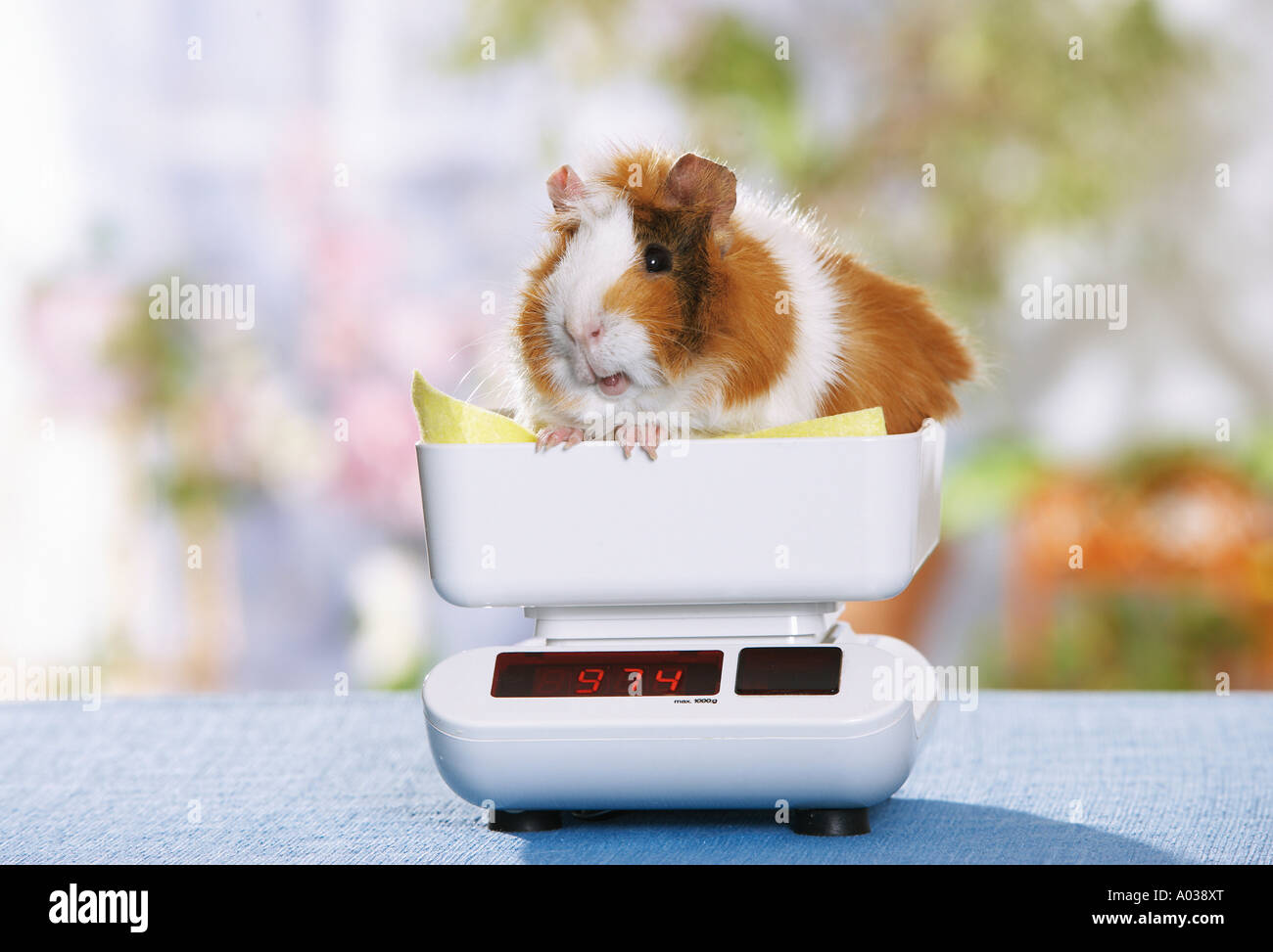 Abyssinian Guinea Pig, Cavie on a scale. Germany Stock Photo - Alamy