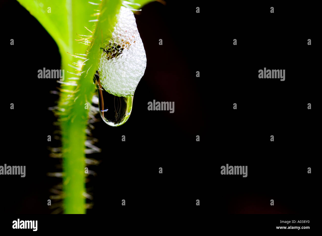 Spittle bug hi-res stock photography and images - Alamy