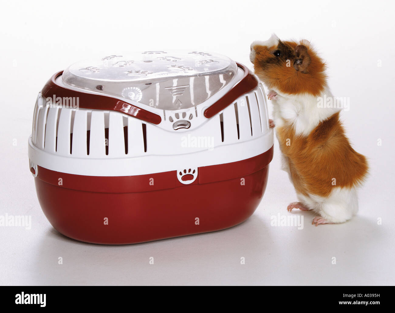 Pig transport hi-res stock photography and images - Alamy