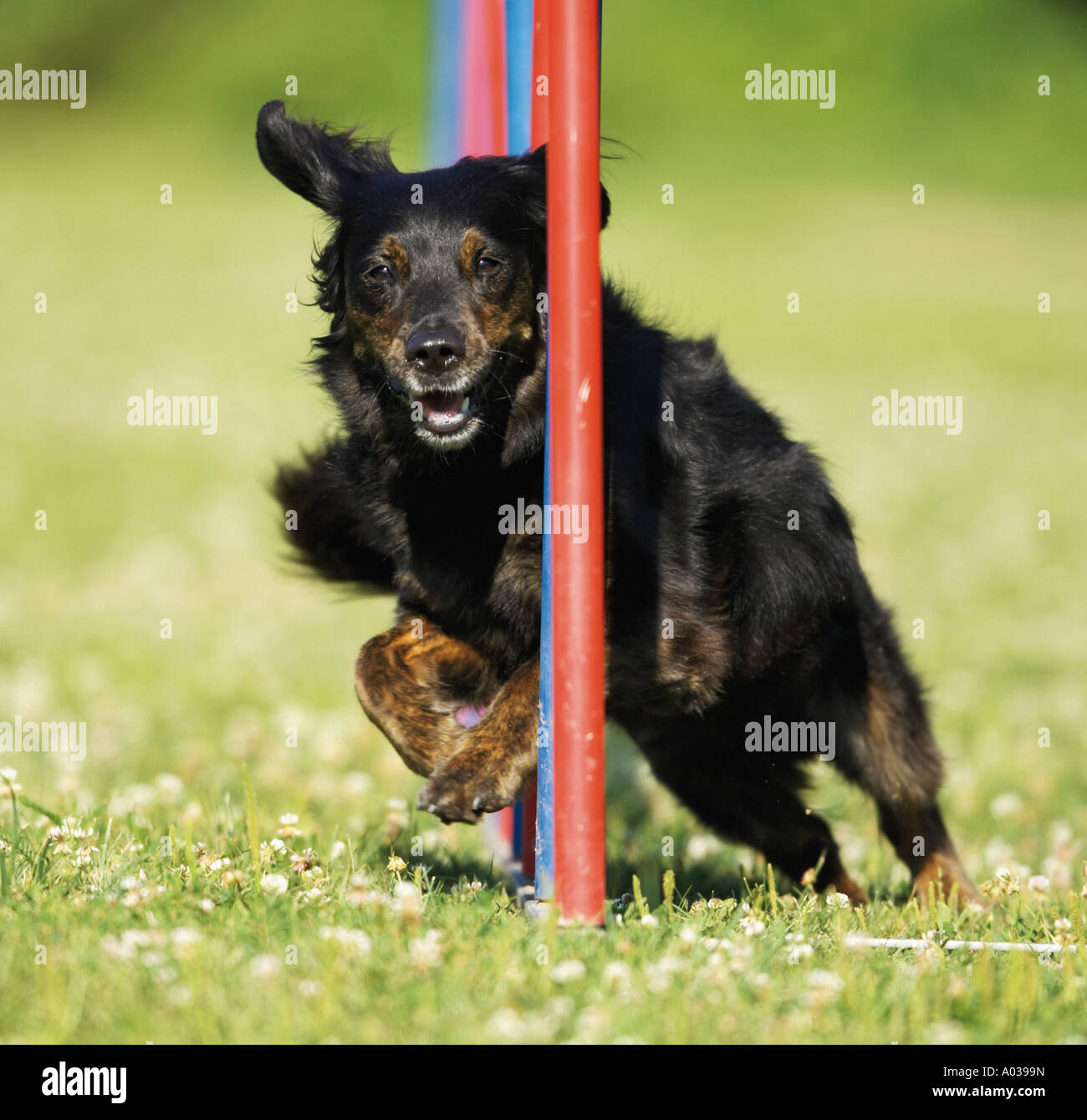 Agility : half breed dog - running through poles Stock Photo - Alamy