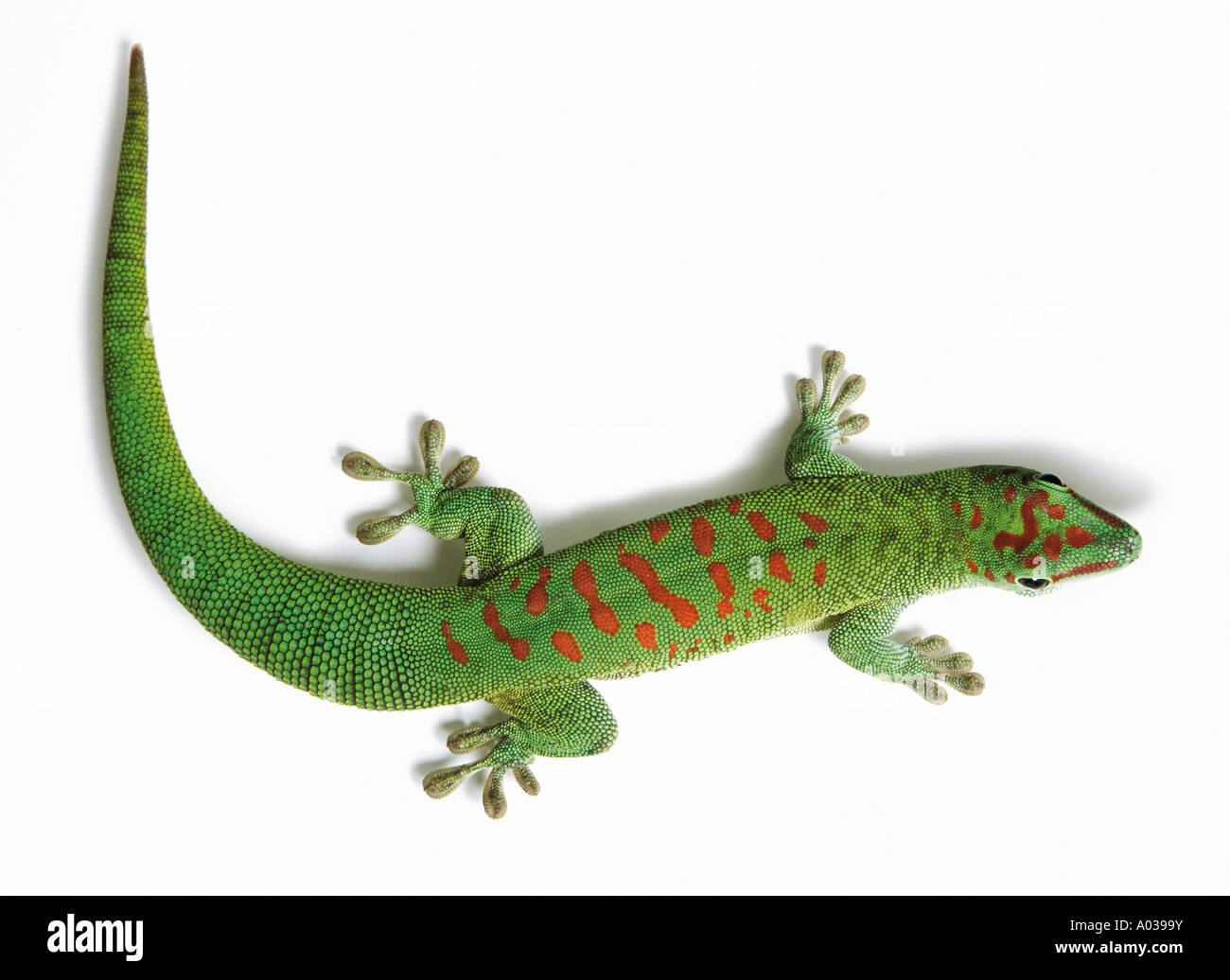 Madagascar giant day gecko / Phelsuma madagascariensis Stock Photo - Alamy