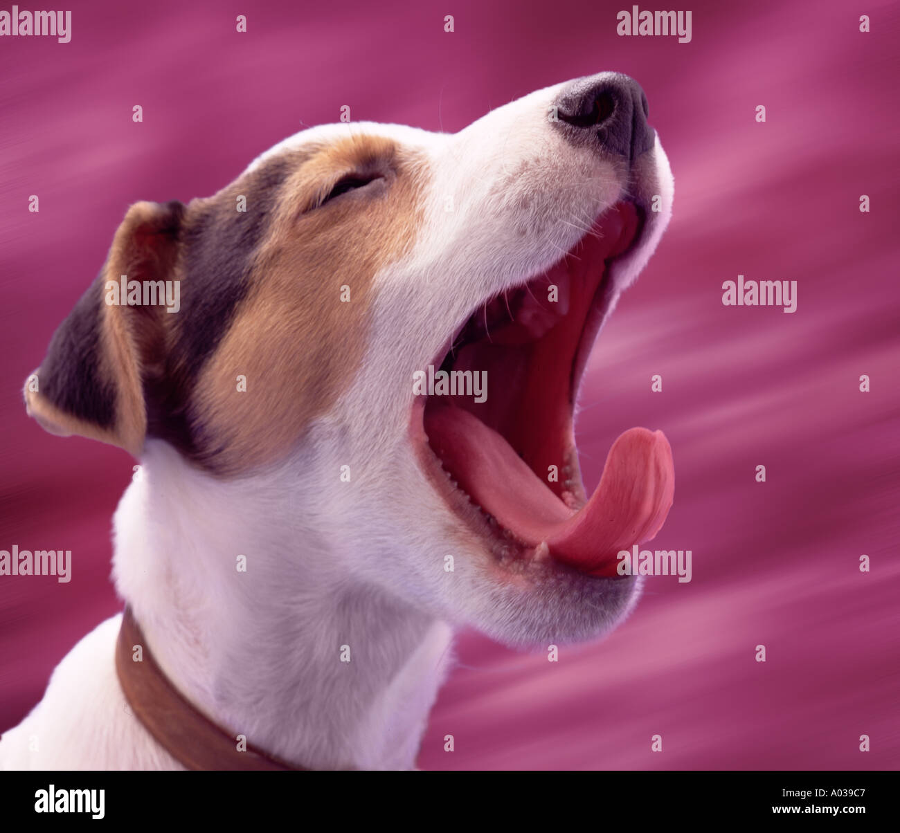 Jack russell yawning hi-res stock photography and images - Alamy