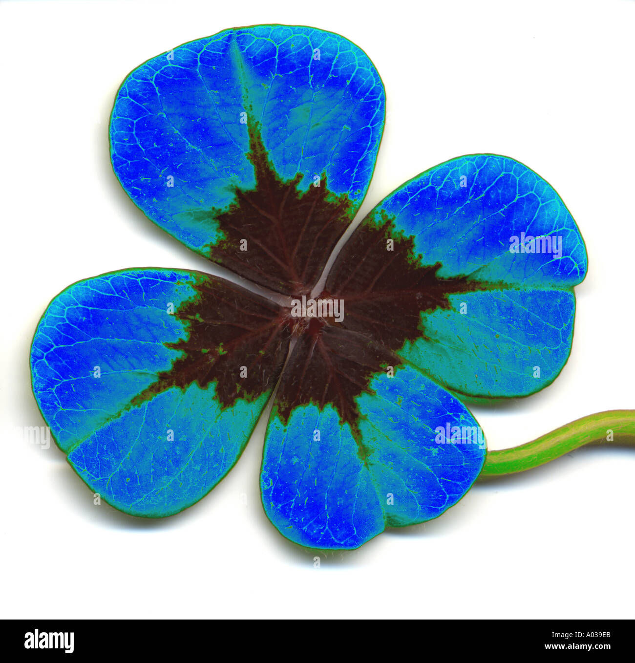 Blue clover Cut Out Stock Images & Pictures - Alamy