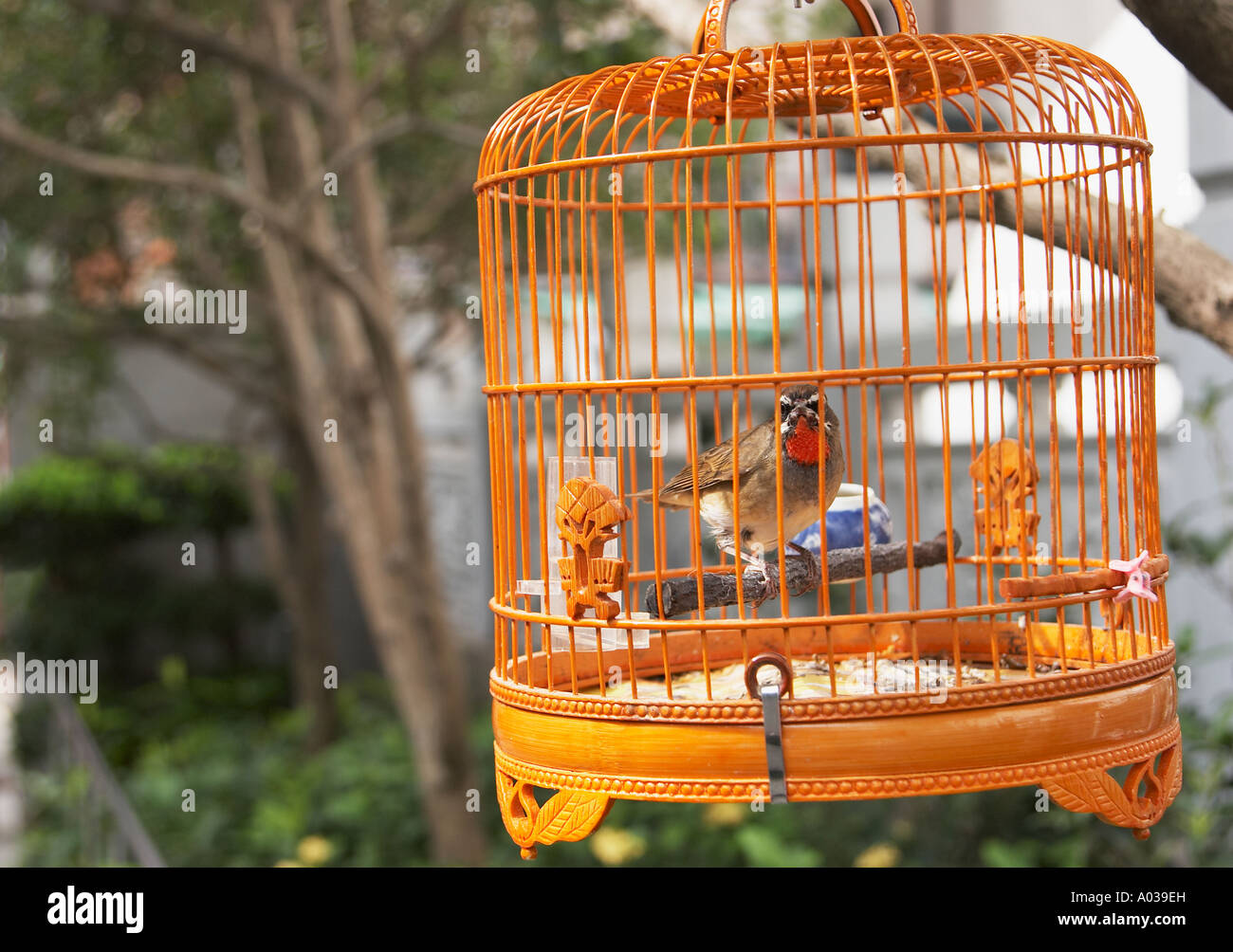 Special cage hi-res stock photography and images - Alamy