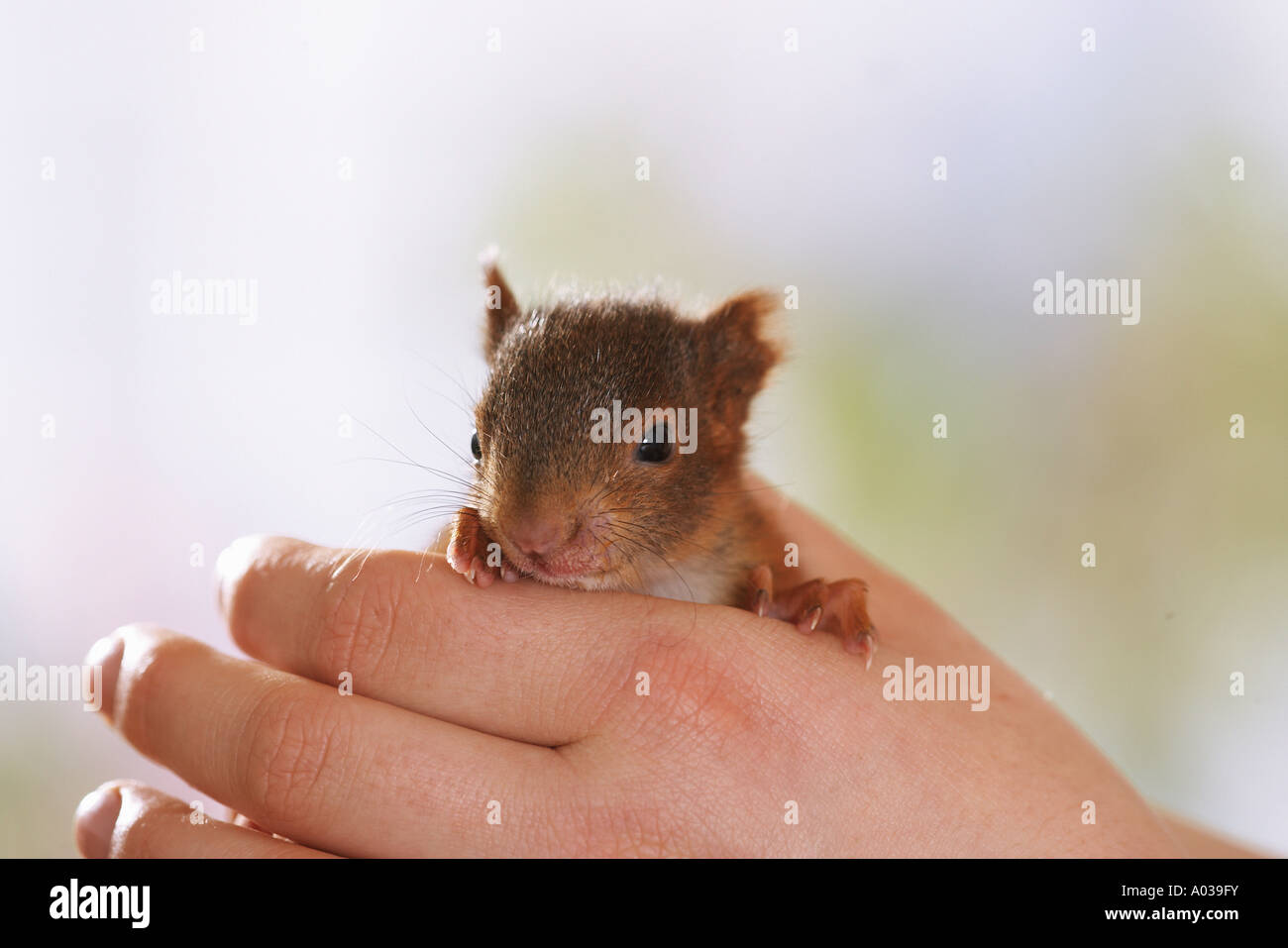 young European red squirrel on hand Stock Photo - Alamy