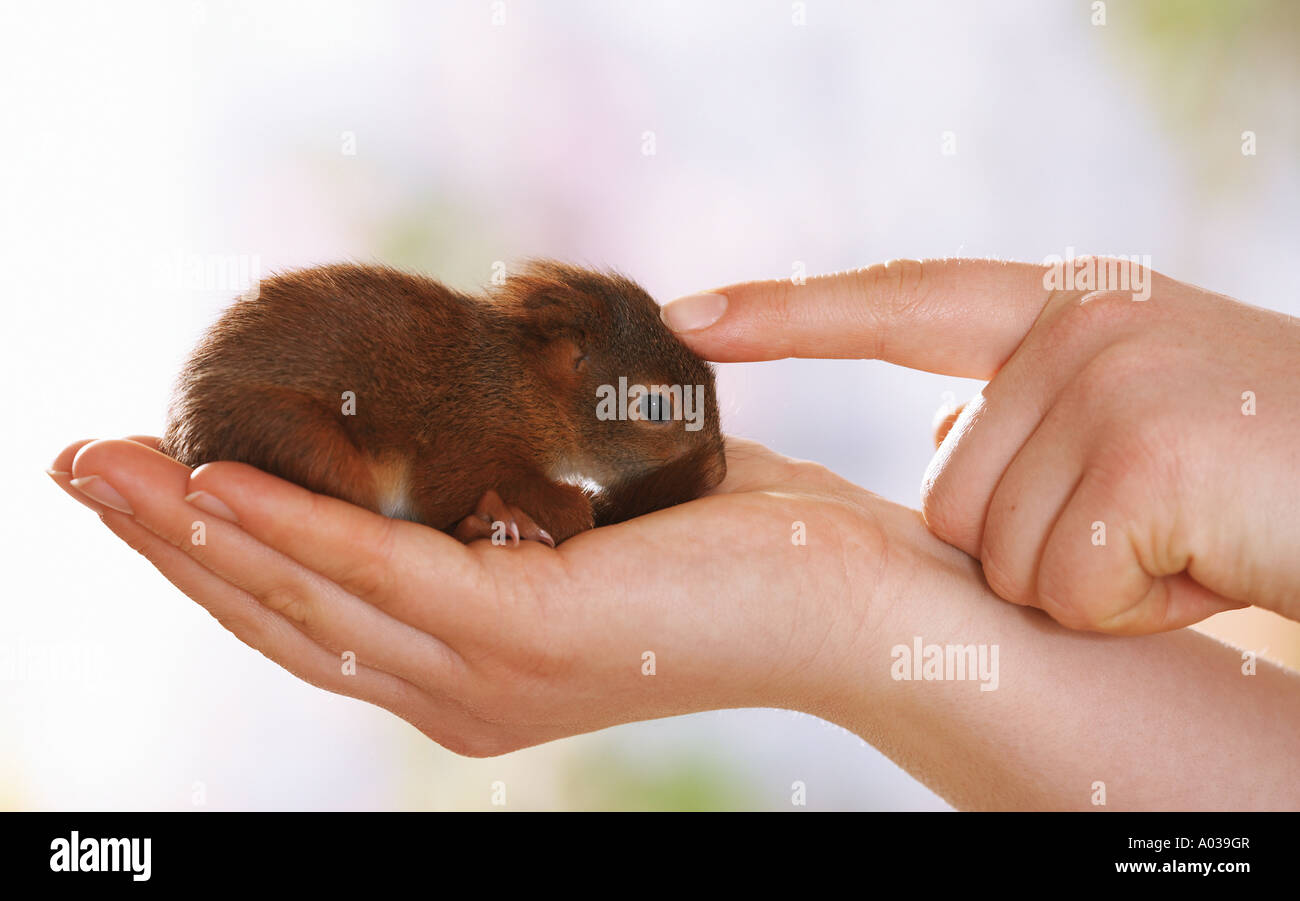 Squirrel hand hi-res stock photography and images - Alamy