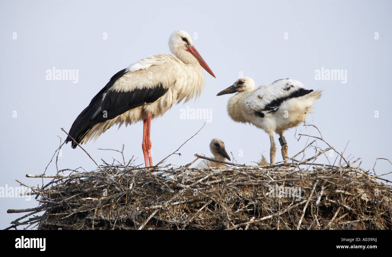 white stork with squabs in nest / Ciconia ciconia Stock Photo - Alamy