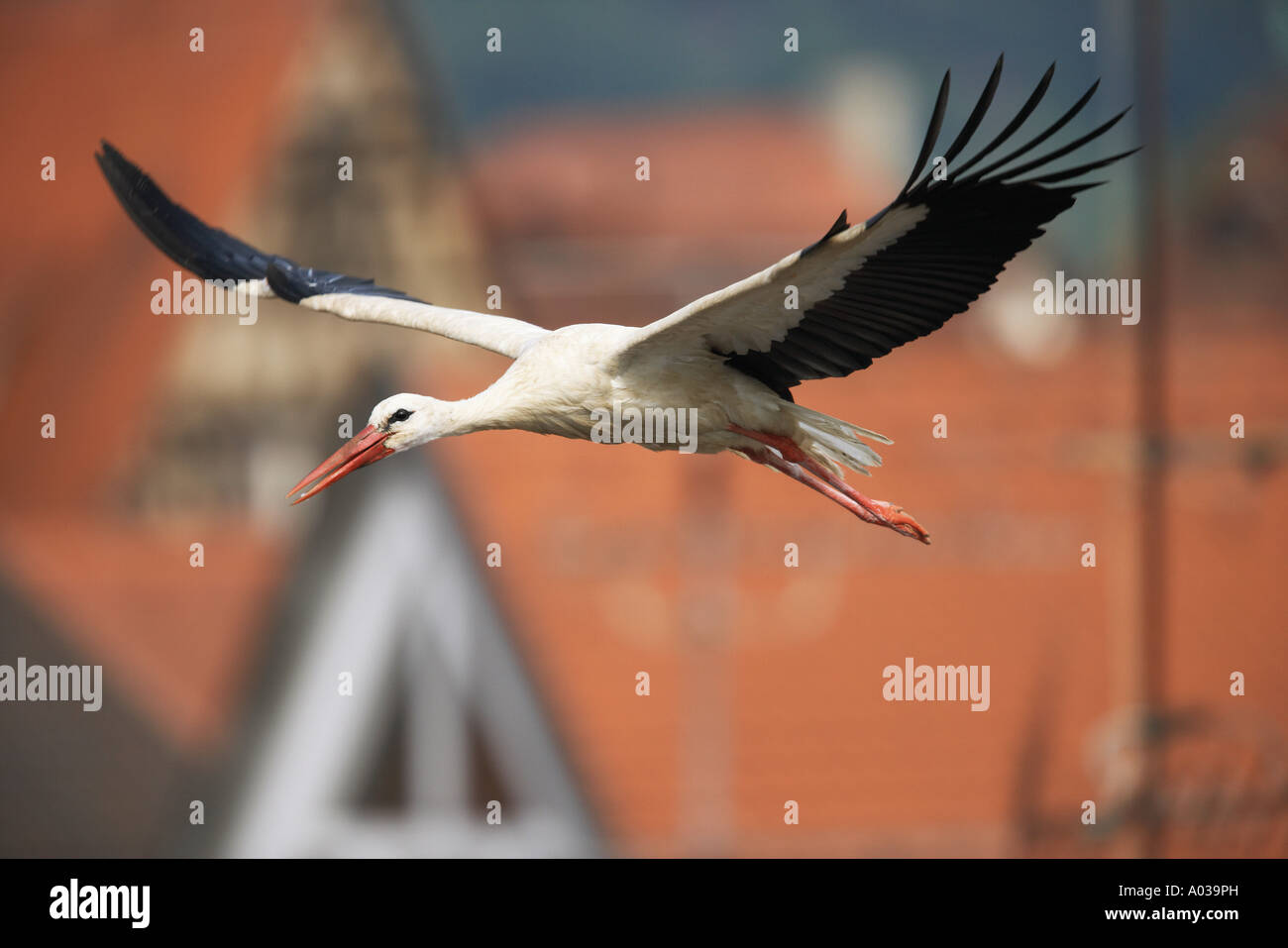 Flying a bird hi-res stock photography and images - Alamy