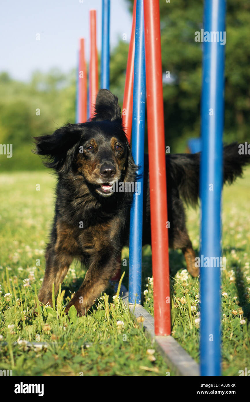 Agility : half breed dog - running through poles Stock Photo - Alamy