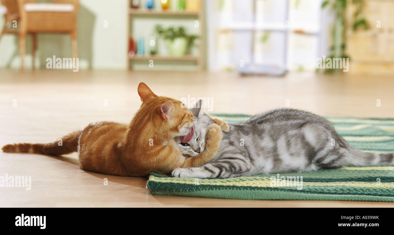 Two Cat Smooching High Resolution Stock Photography and Images - Alamy
