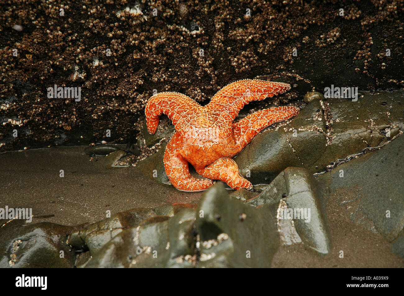 Starfish olympic national park washington hi-res stock photography and ...