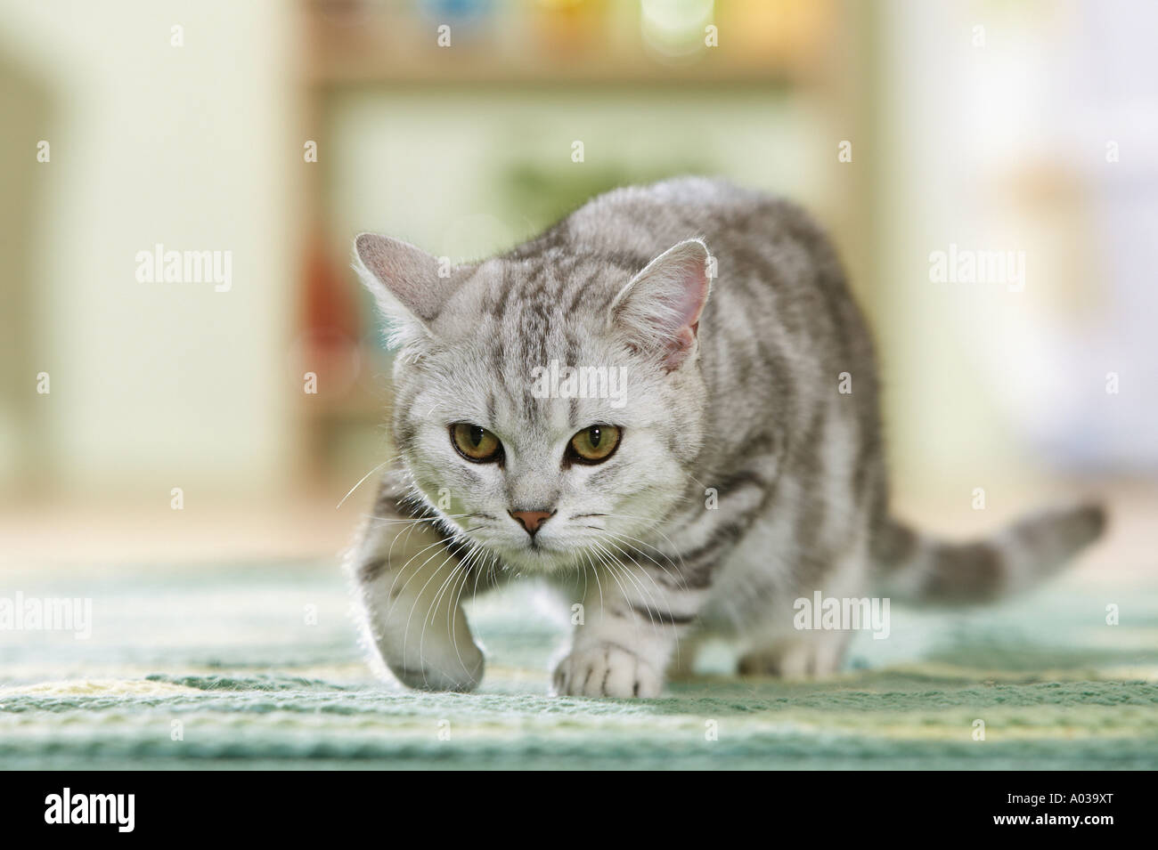 British Shorthair cat - creeping Stock Photo - Alamy