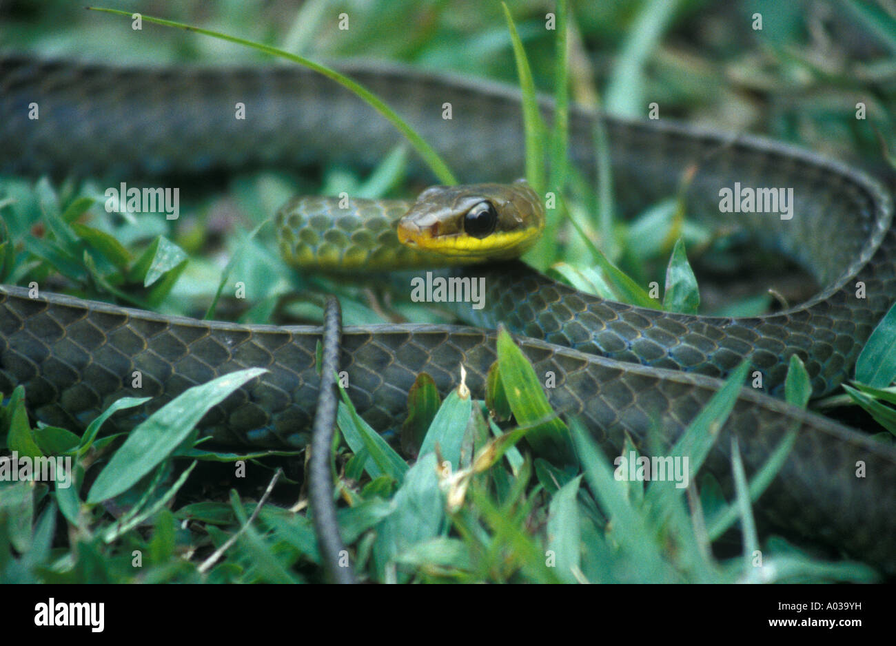 snake at Tambopata National Park within the Amazon Area of Peru Stock ...