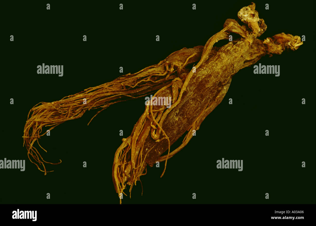 Ginseng roots panax ginseng medicinal plant chinese medicine Stock ...