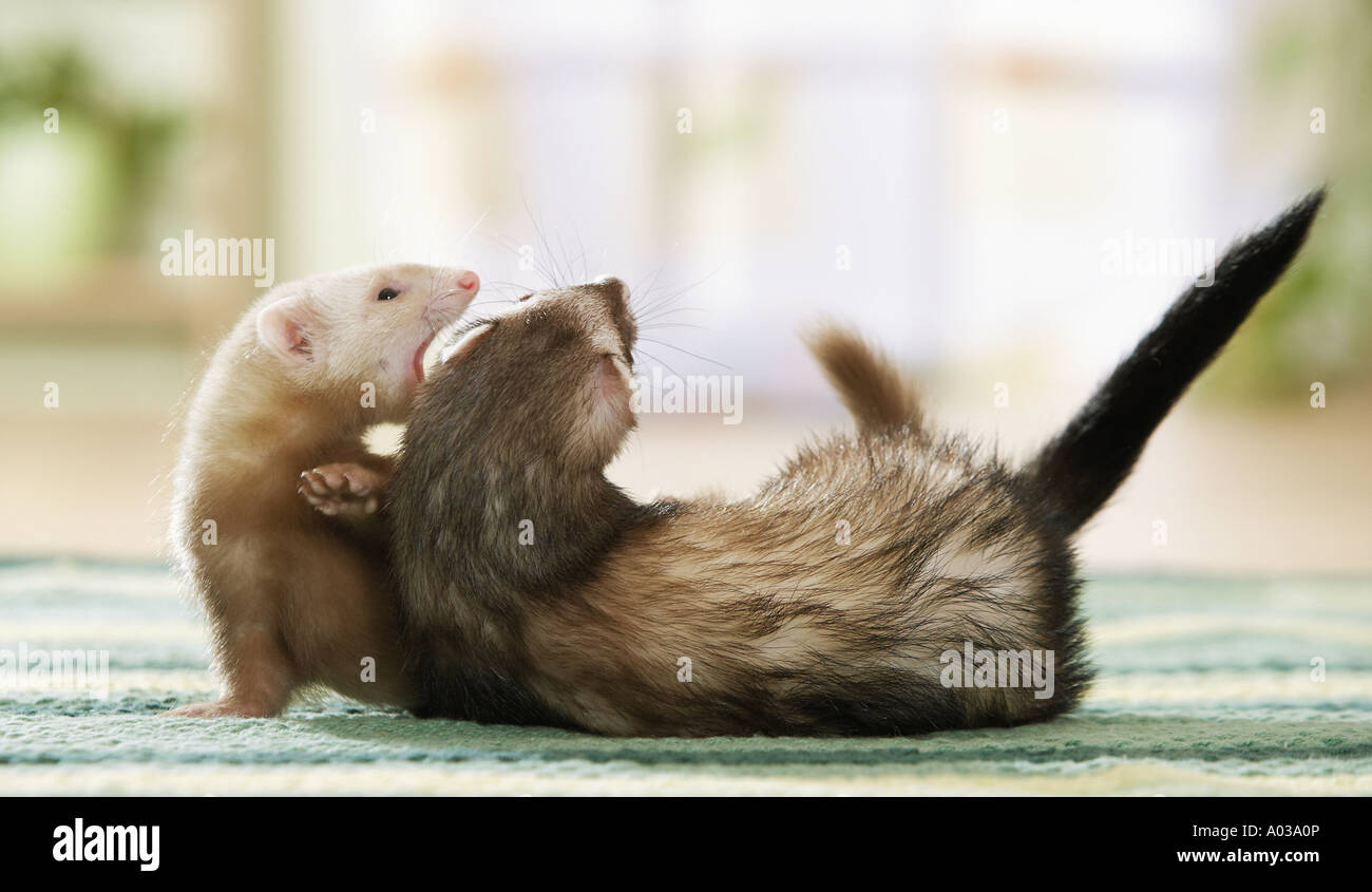 Ferrets Muzzle High Resolution Stock Photography and Images - Alamy