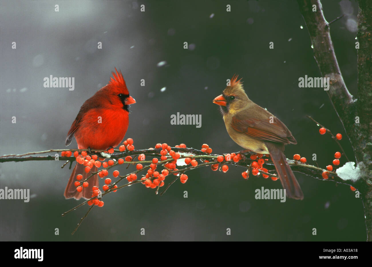Male and female cardinals hi-res stock photography and images - Alamy