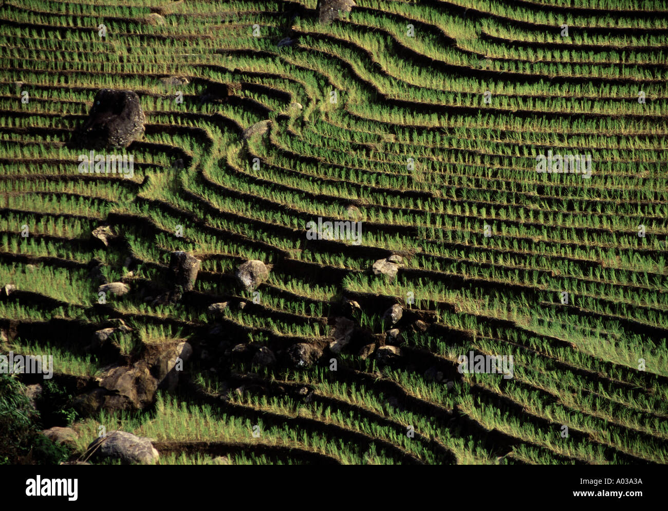 Indonesia, Sulawesi, Rantepao, Tana Toraja, hillside rice terraces ...