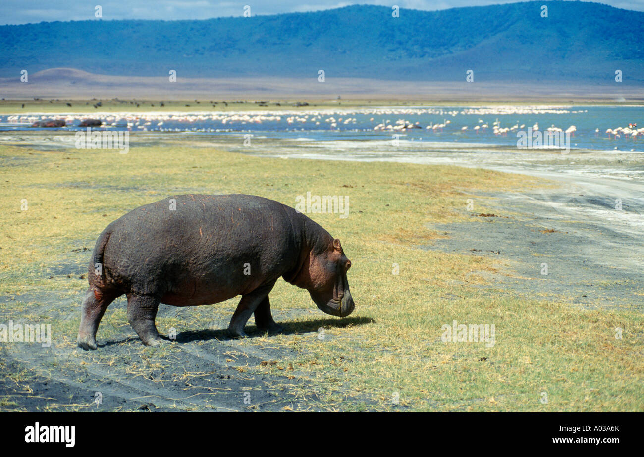 hippopotamus (Hippopotamus amphibius) at Ngorongoro Conservation Area ...
